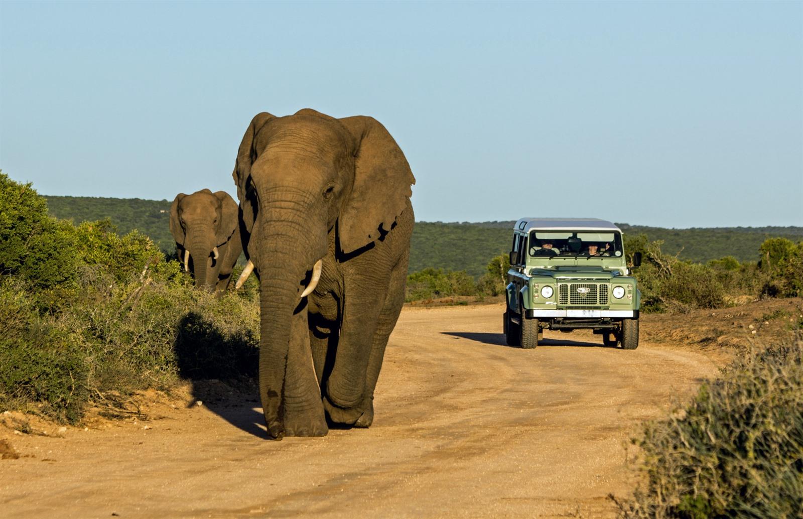 De Big Five spotten in Zuid-Afrika: beste natuurparken & game reserves