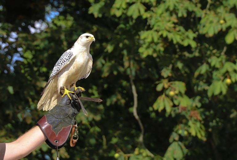 Pairi Daiza bezoeken? Tickets + alle info over het mooiste dierenpark ...