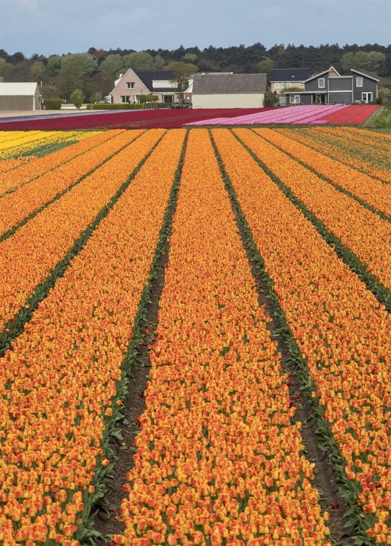 Dé 15 mooiste tulpenvelden & bollenvelden in Nederland 2025