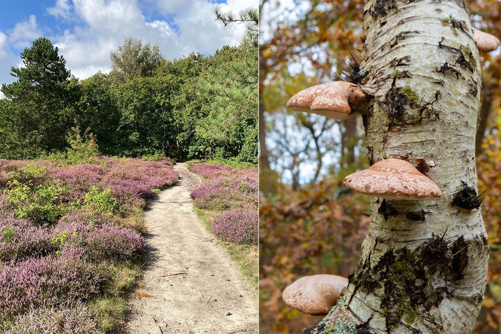 13 x mooiste natuurgebieden in Zuid-Holland: info, tips & kaartje