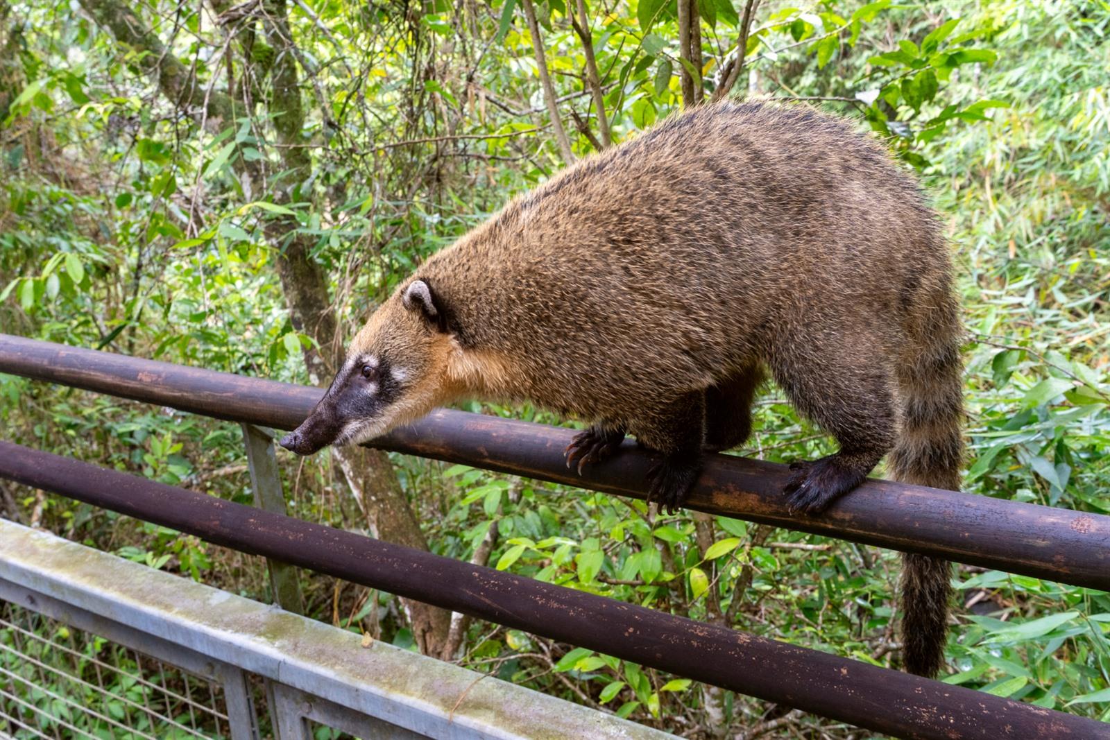 Iguazú Falls: alle tips voor je bezoek aan de Argentijnse watervallen ...