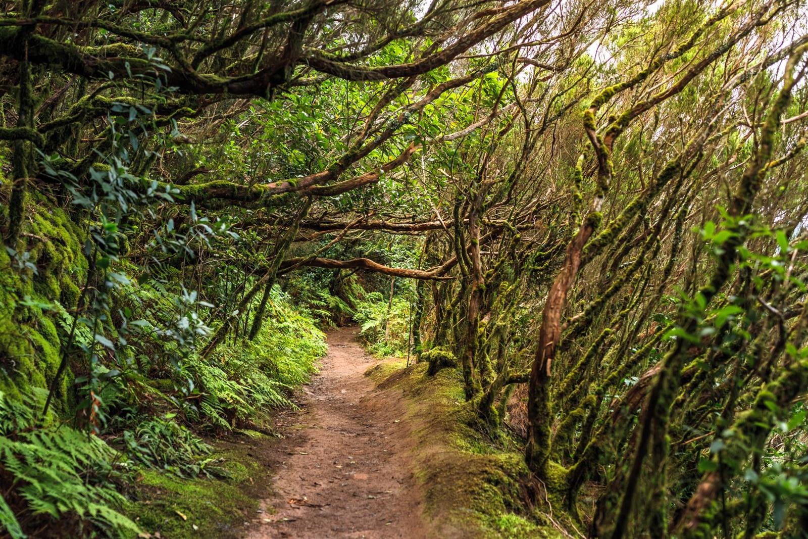 Roadtrip op Tenerife: 14-daagse route langs de highlights